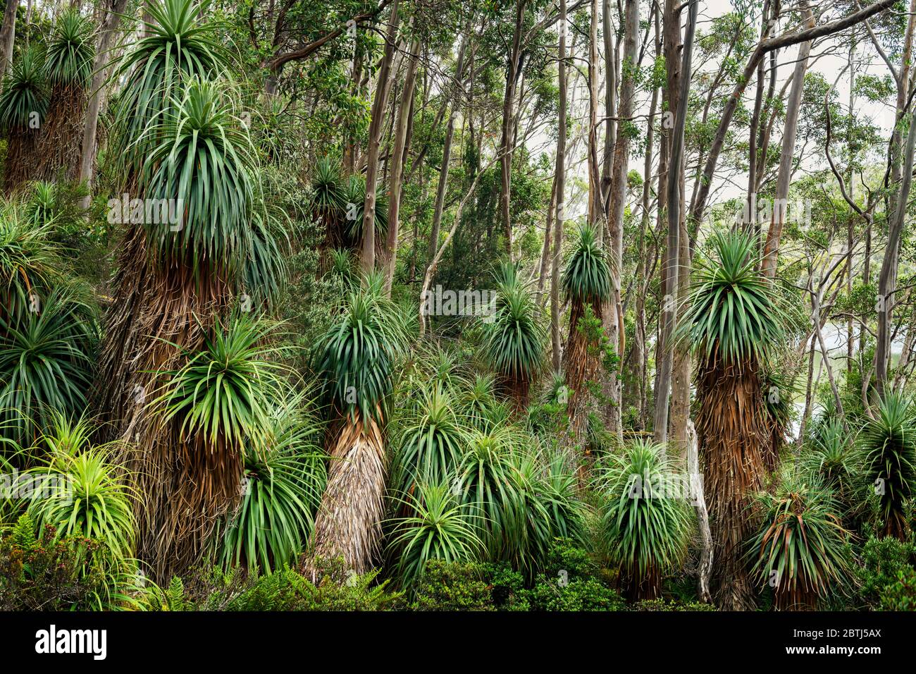 Pandanus hi-res stock photography and images - Alamy