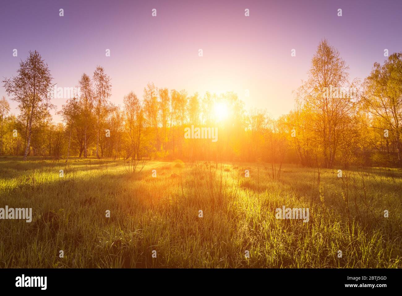 Sunrise or sunset in a spring birch forest with rays of sun shining ...