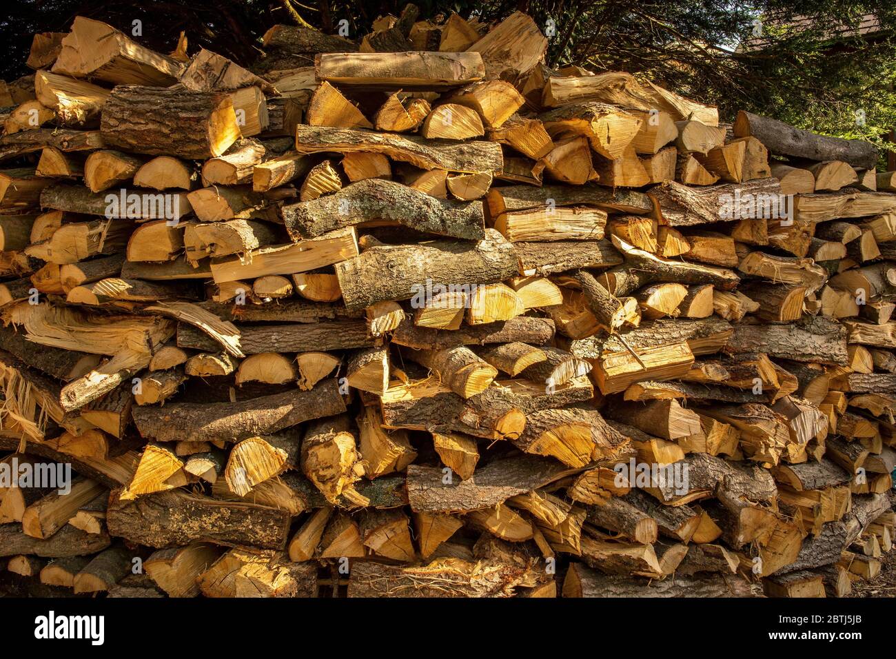 Oak logs hi-res stock photography and images - Alamy