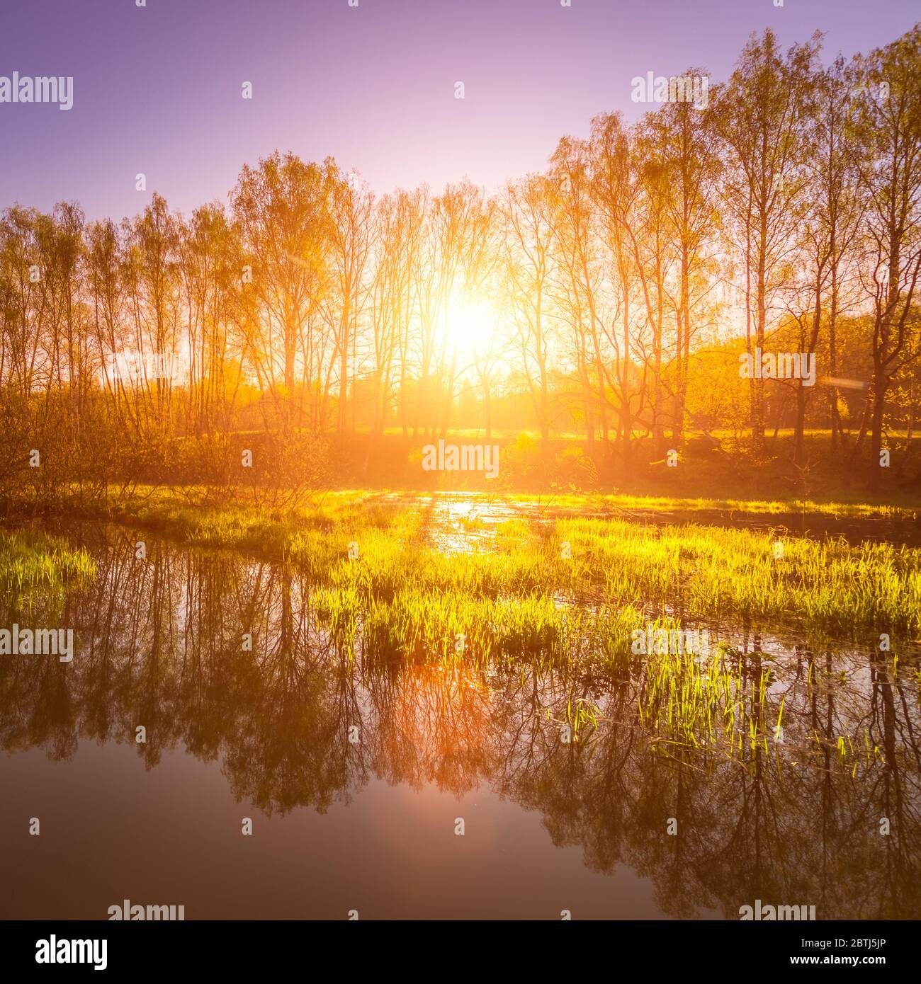 Dawn or sunset on a pond with young green reeds, birches on the ...