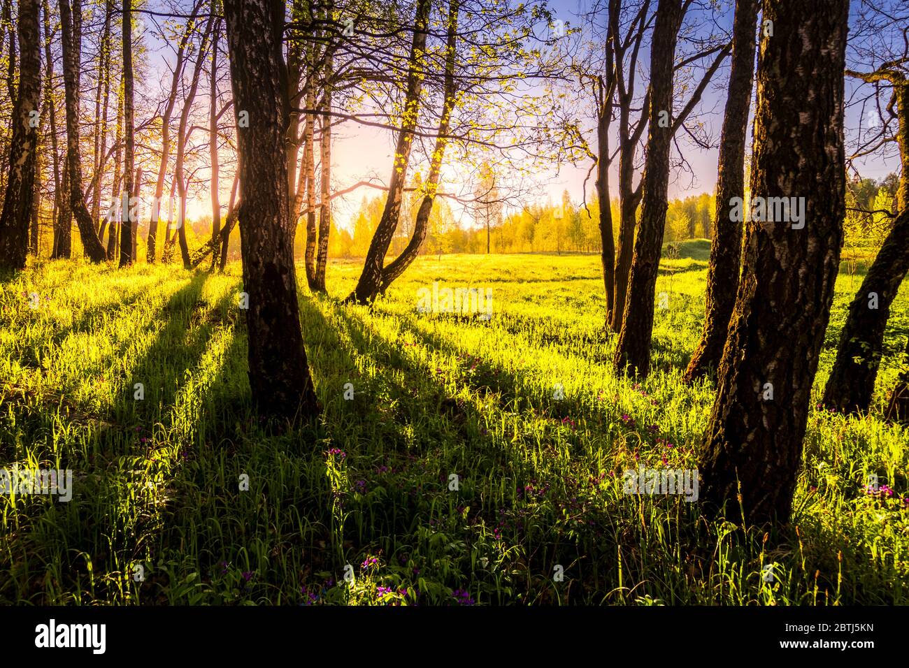 Sunrise or sunset in a spring birch forest with rays of sun shining ...