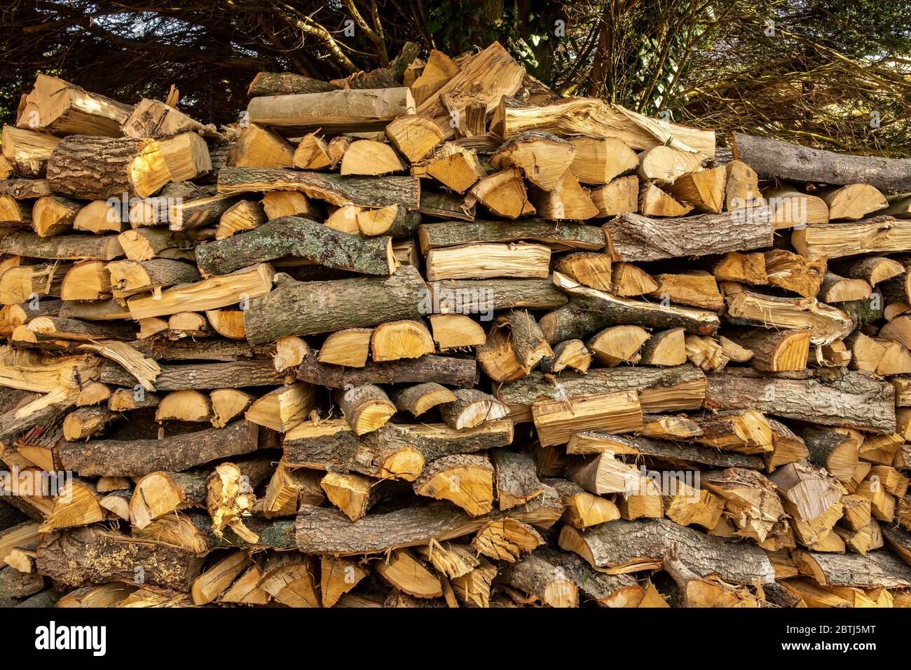 English oak logs split ready for burning on a wood burner or open fire ...