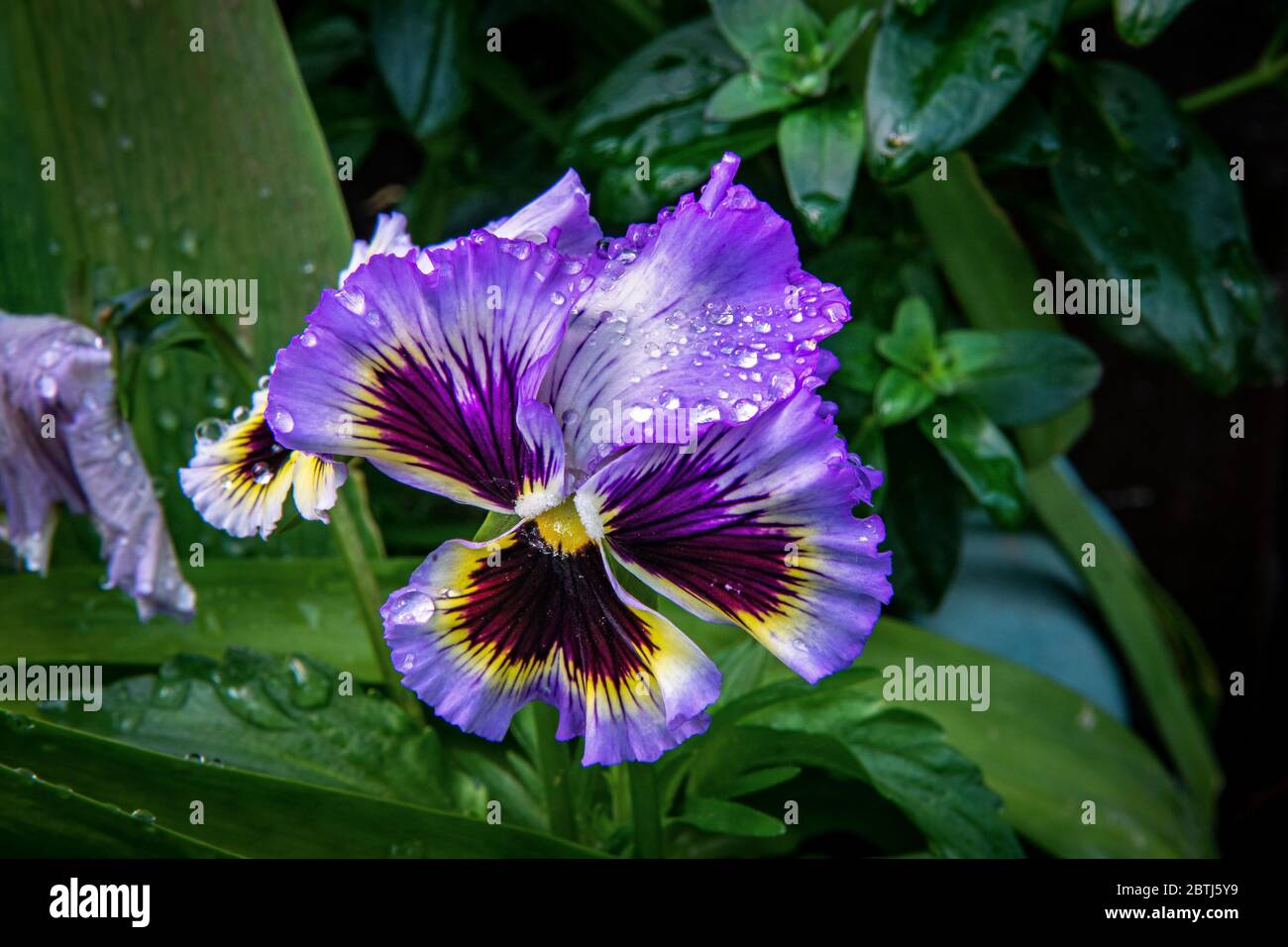 Pansy in a British Garden Stock Photo - Alamy