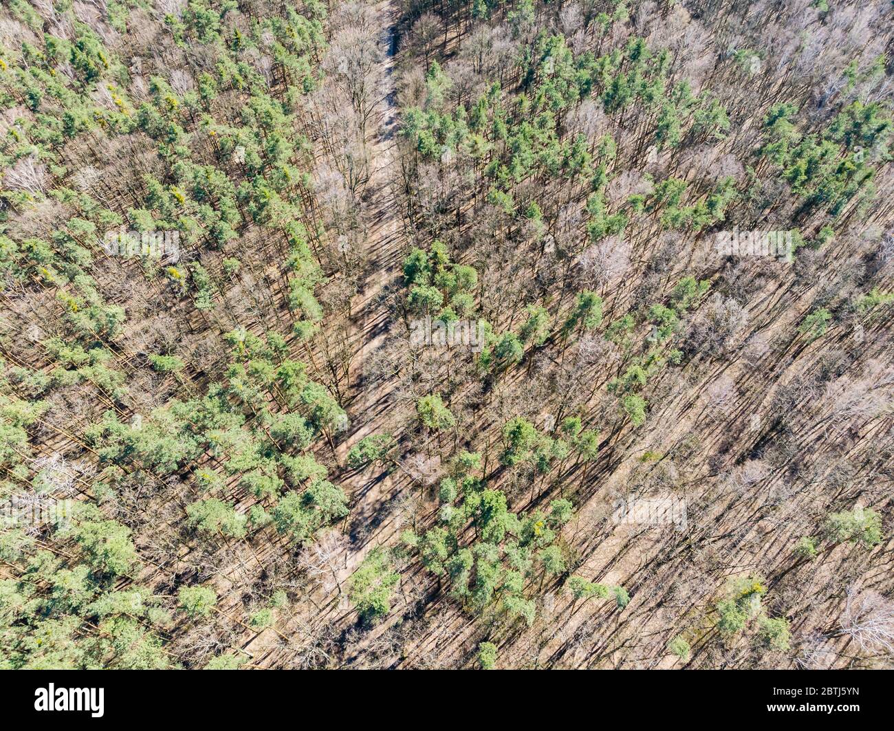 Pine forest aerial hi-res stock photography and images - Alamy