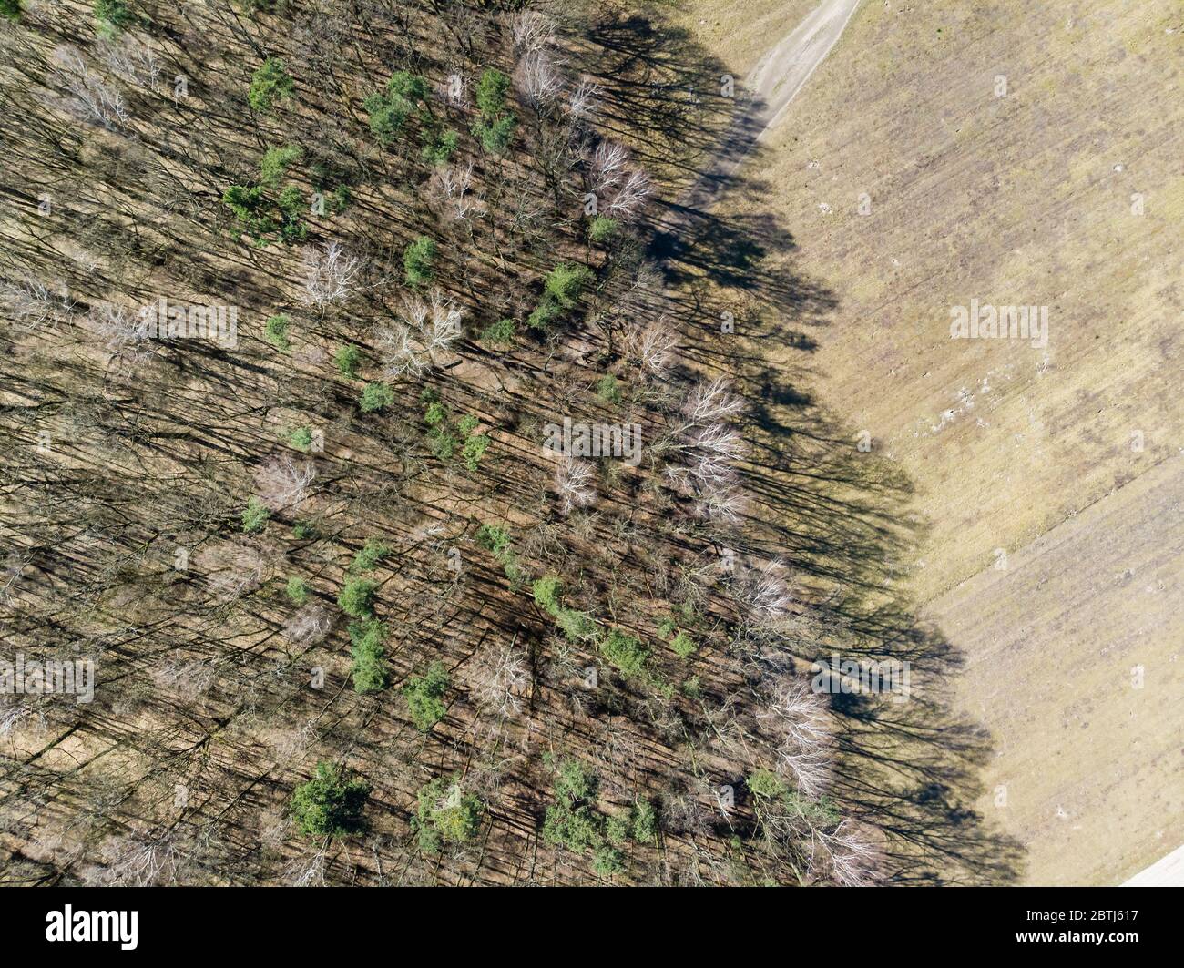 Pine forest aerial hi-res stock photography and images - Alamy