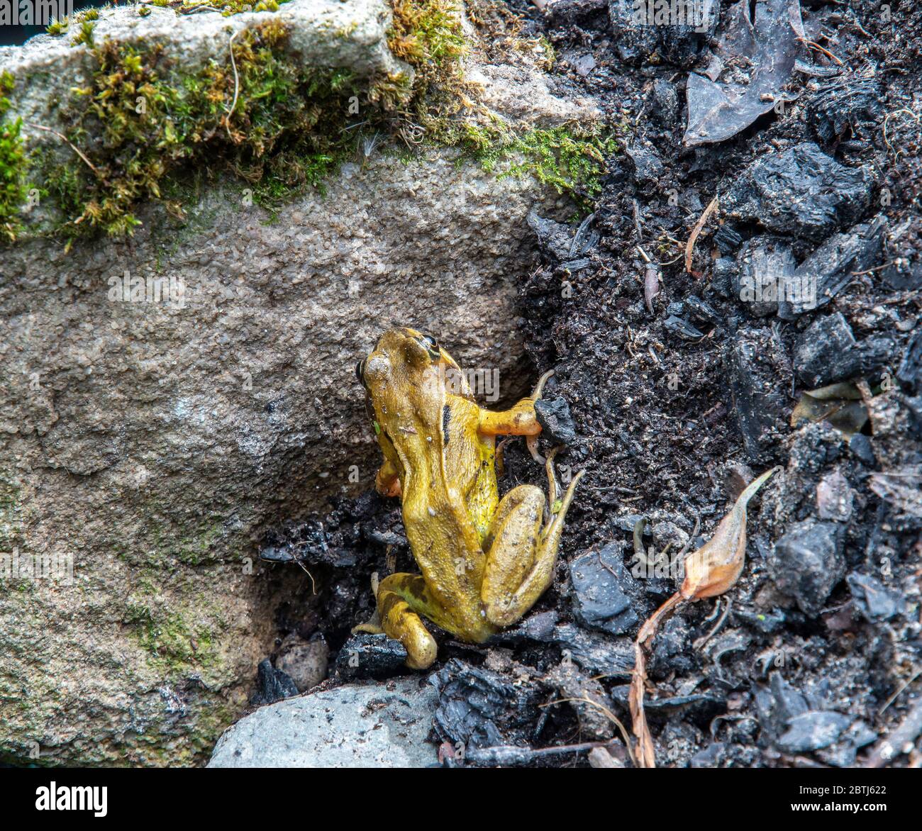 Common garden Frog Stock Photo - Alamy