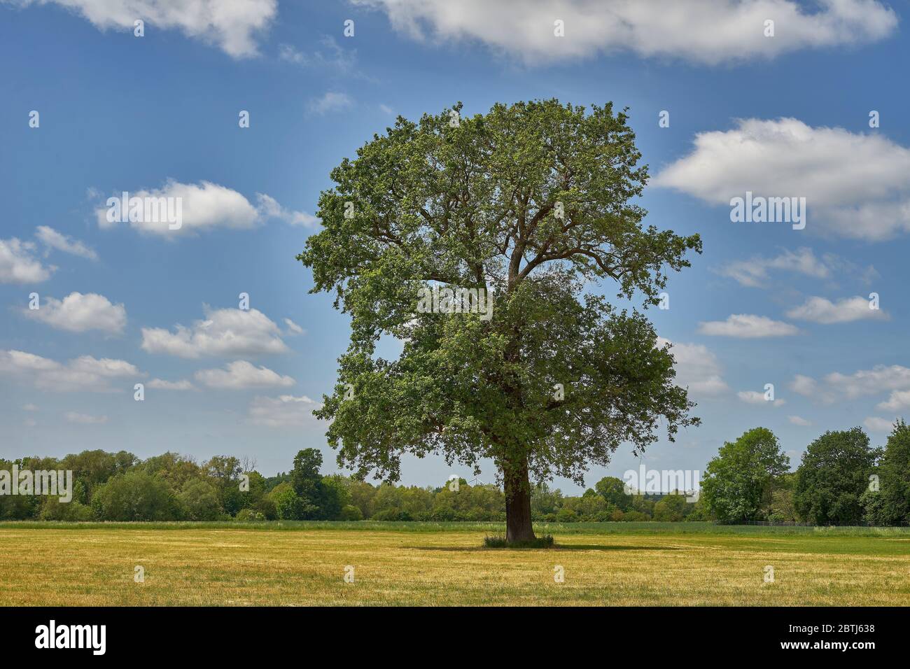 A single large oak tree in the countryside Stock Photo - Alamy