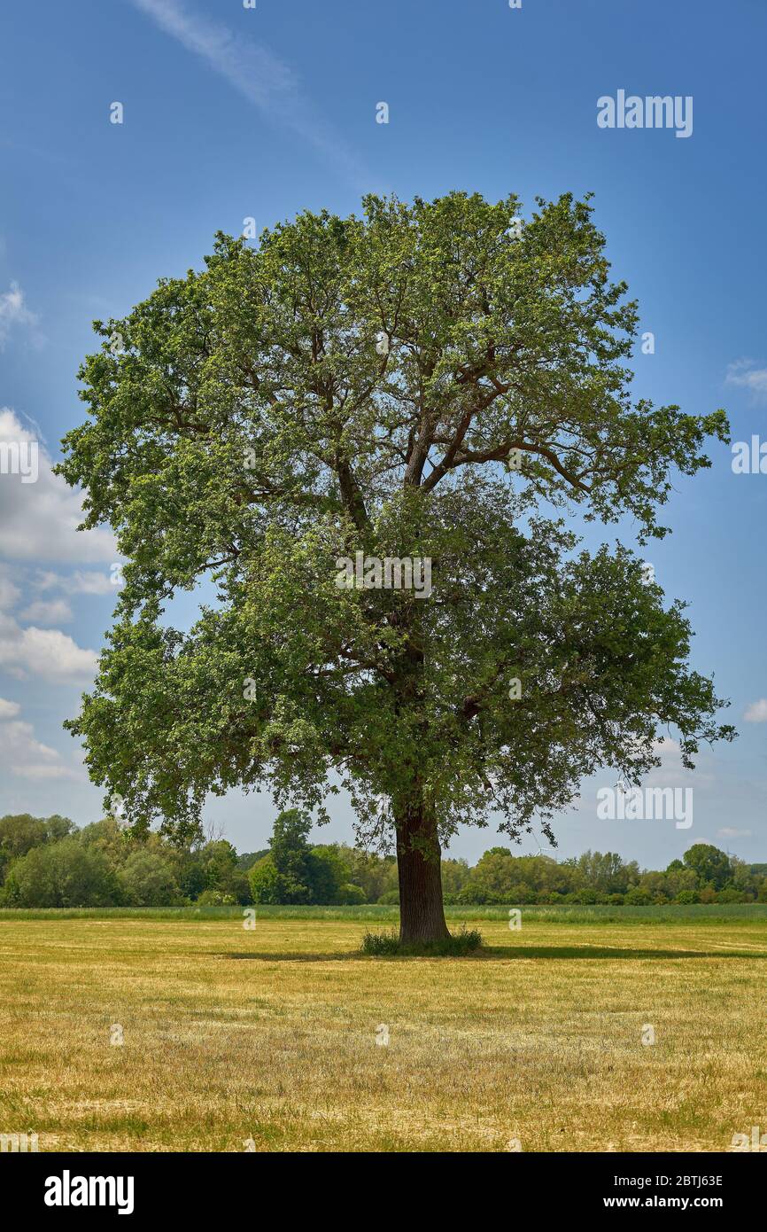 A single large oak tree in the countryside Stock Photo - Alamy