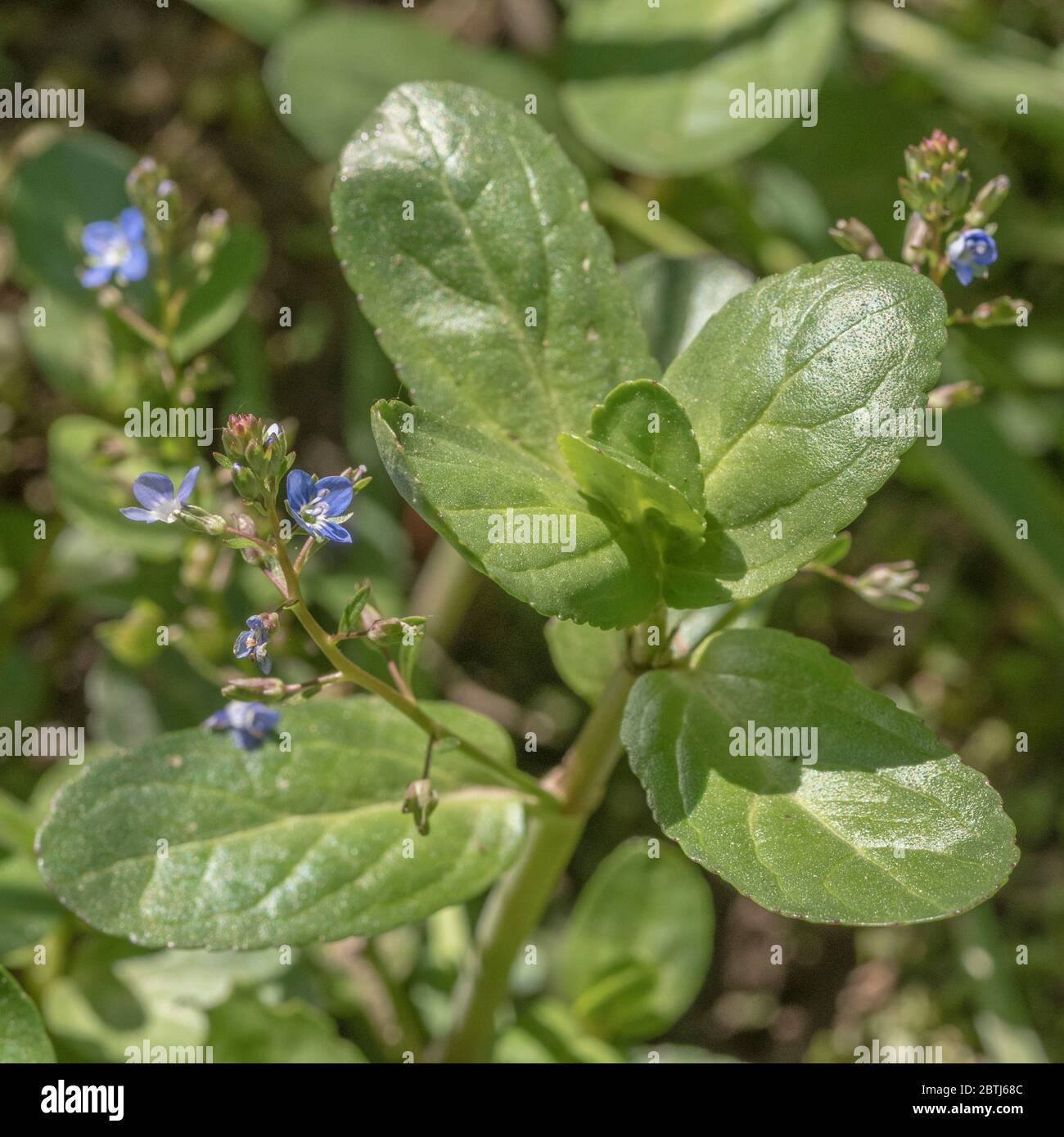 Dainty blue flowers of Brooklime / Veronica beccabunga growing in ...