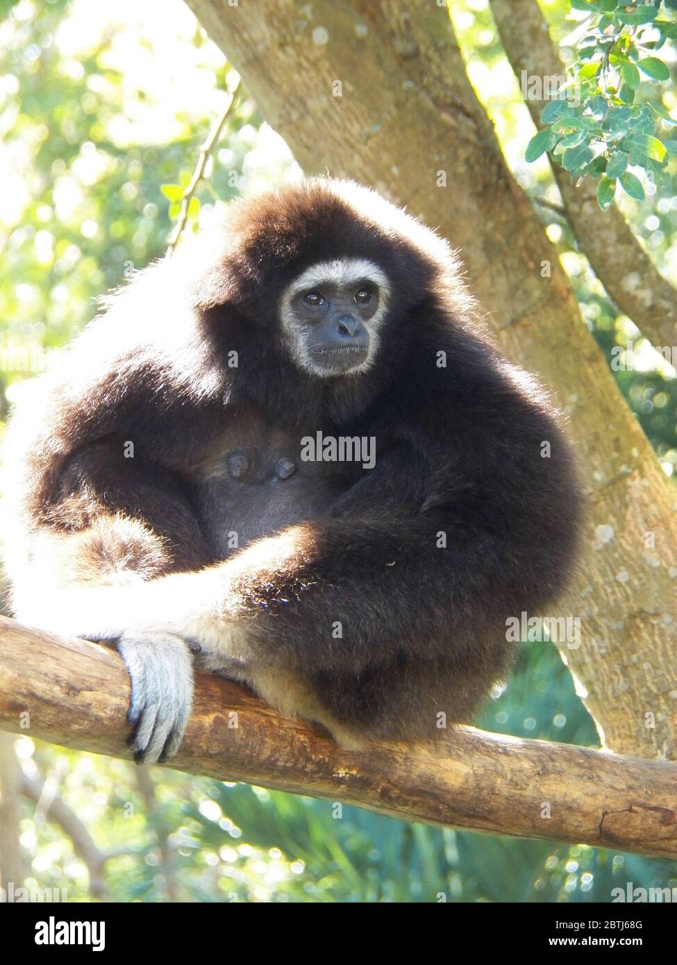 Monkey Gibbons at dawn Stock Photo - Alamy