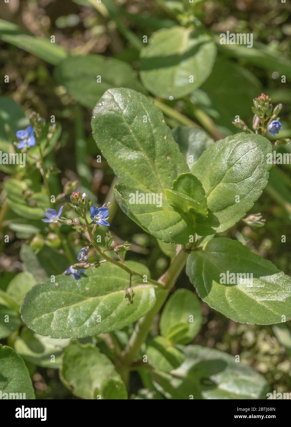 Dainty blue flowers hi-res stock photography and images - Alamy