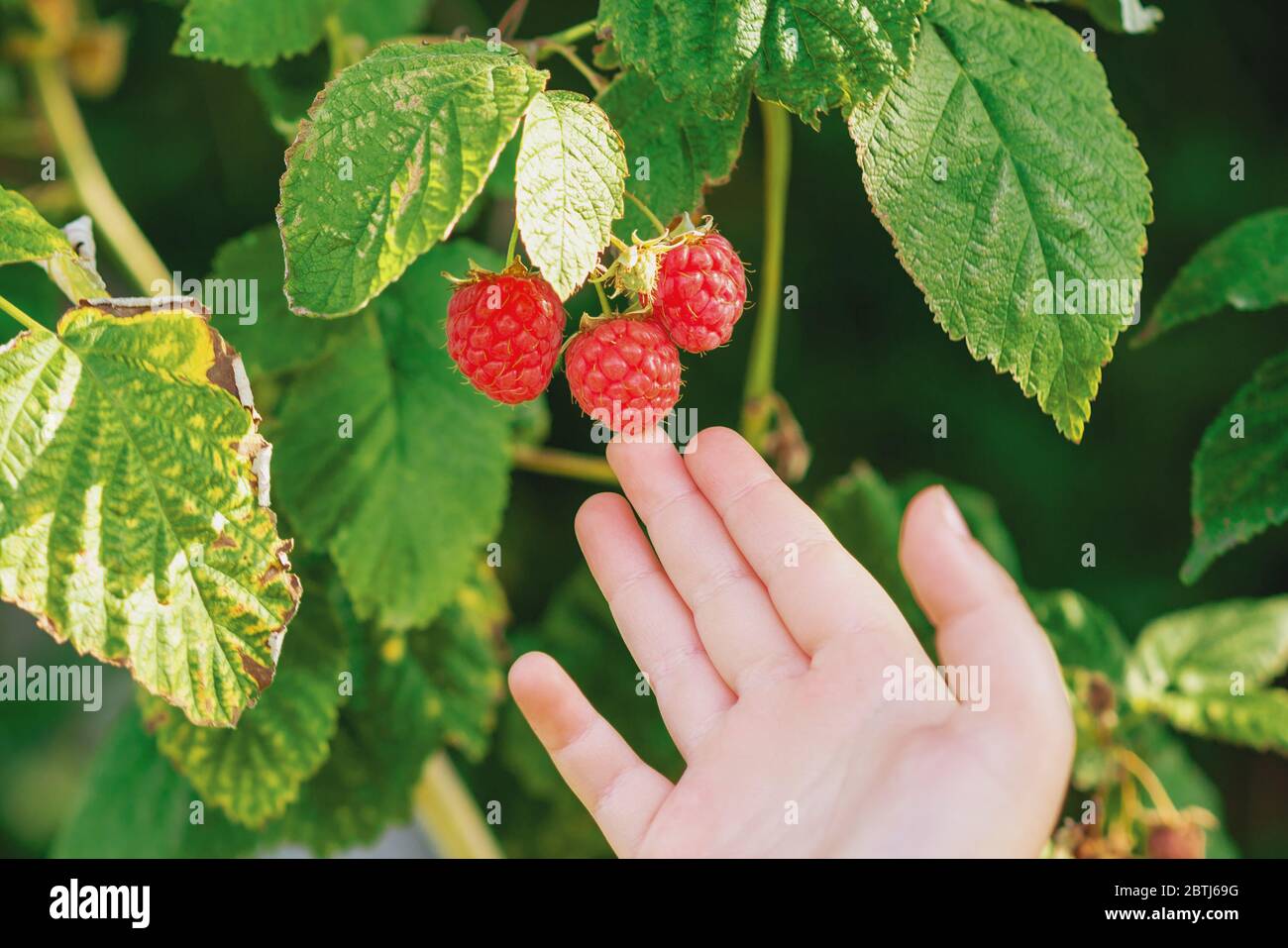 Hand of child touching red ripe raspberries in garden. Harvesting ...