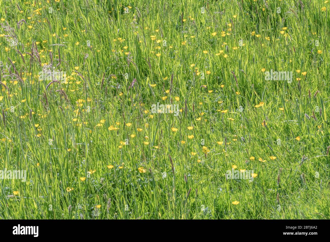 Patch of seasonal UK wild flowers - Buttercups / Ranunculus repens in ...