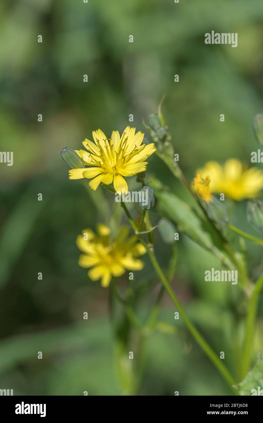 Macro close up shot of flowers and flower buds of Nipplewort / Lapsana ...