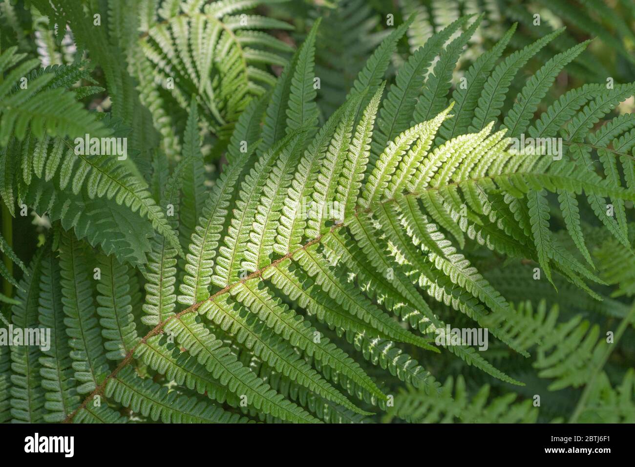 Hedgerow fern fronds of some species catching the dappled summer sun on ...