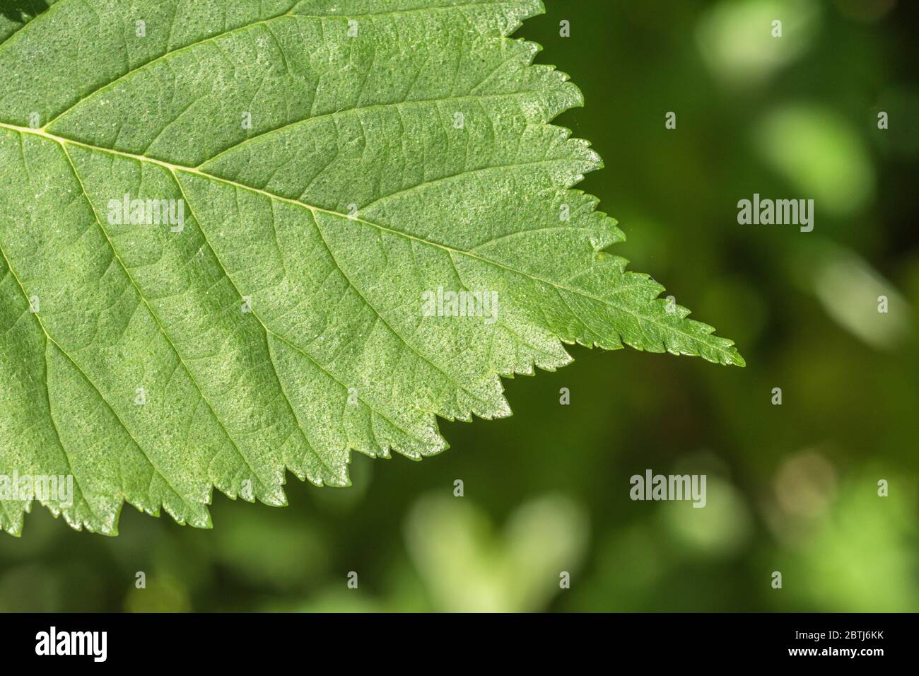 Leaf margin of Wych Elm / Ulmus glabra in early summer sunshine. In ...