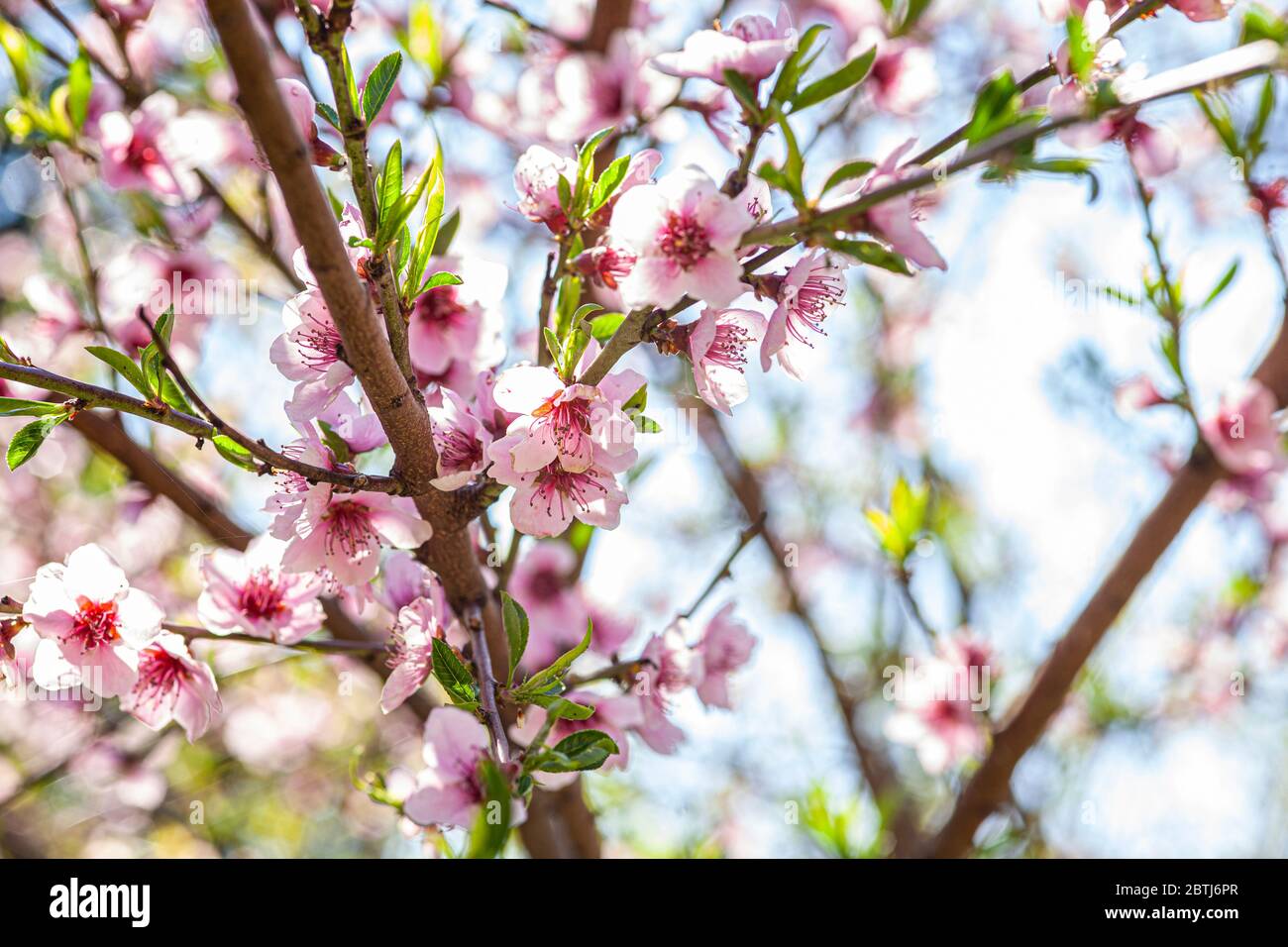Peach Flower in Spring 18 Stock Photo - Alamy
