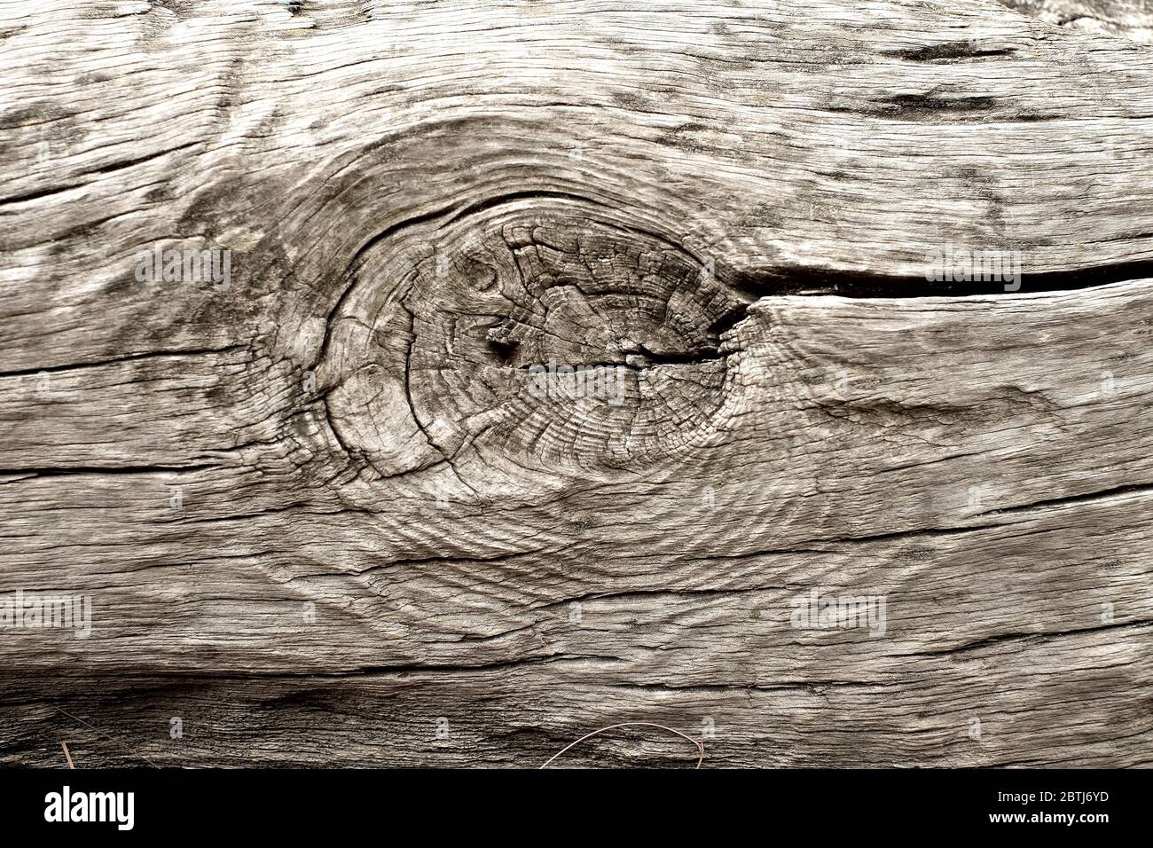 Knot wood tree hi-res stock photography and images - Alamy