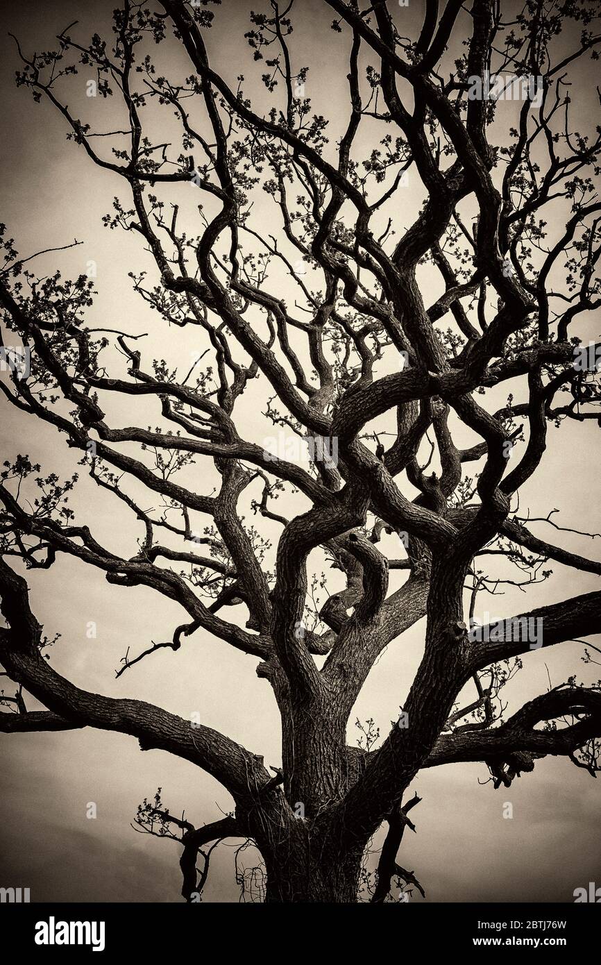 Looking up bare oak tree in spring Stock Photo - Alamy
