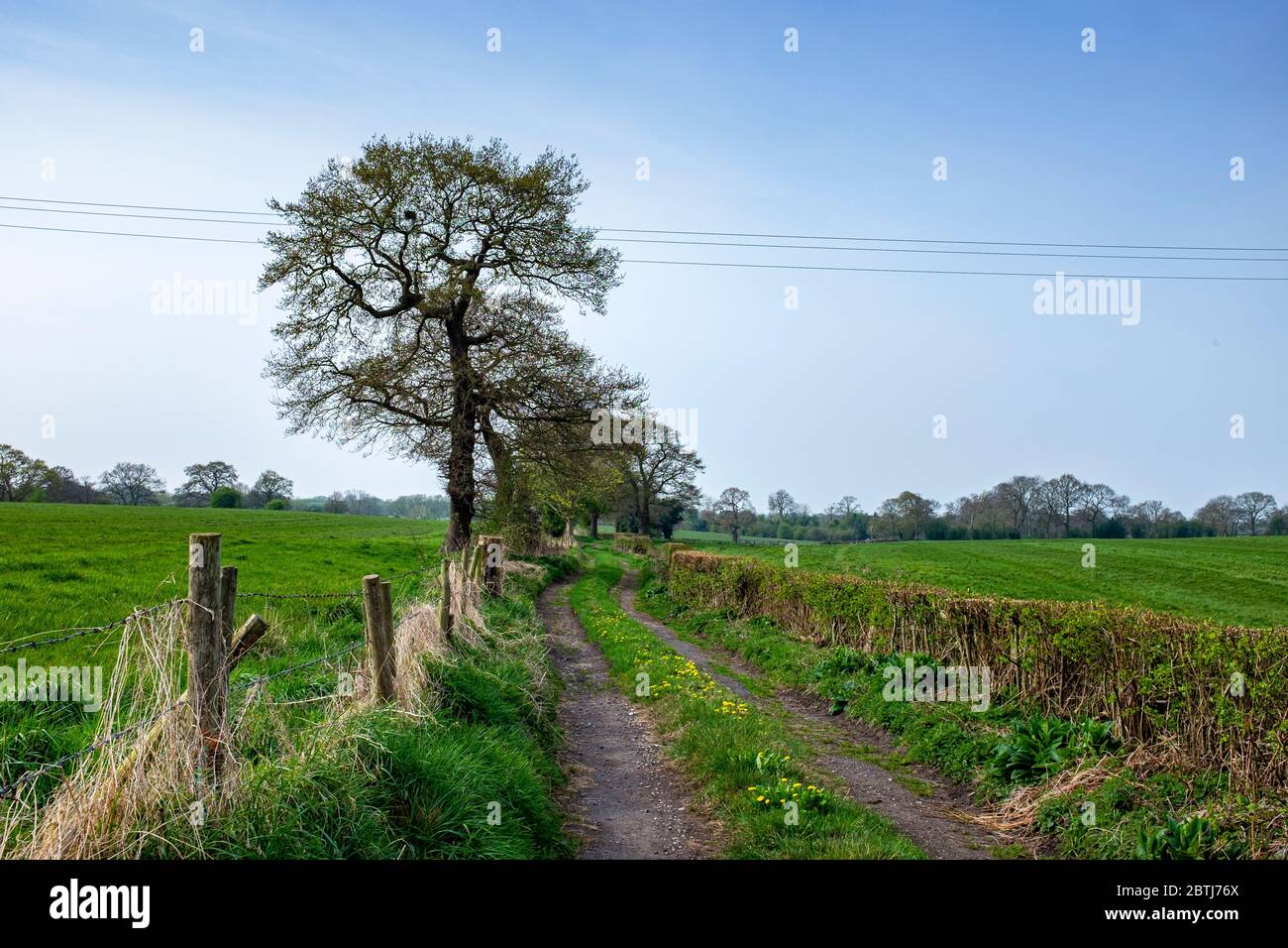 Farm track lined with trees through fields near Sandbach in the ...
