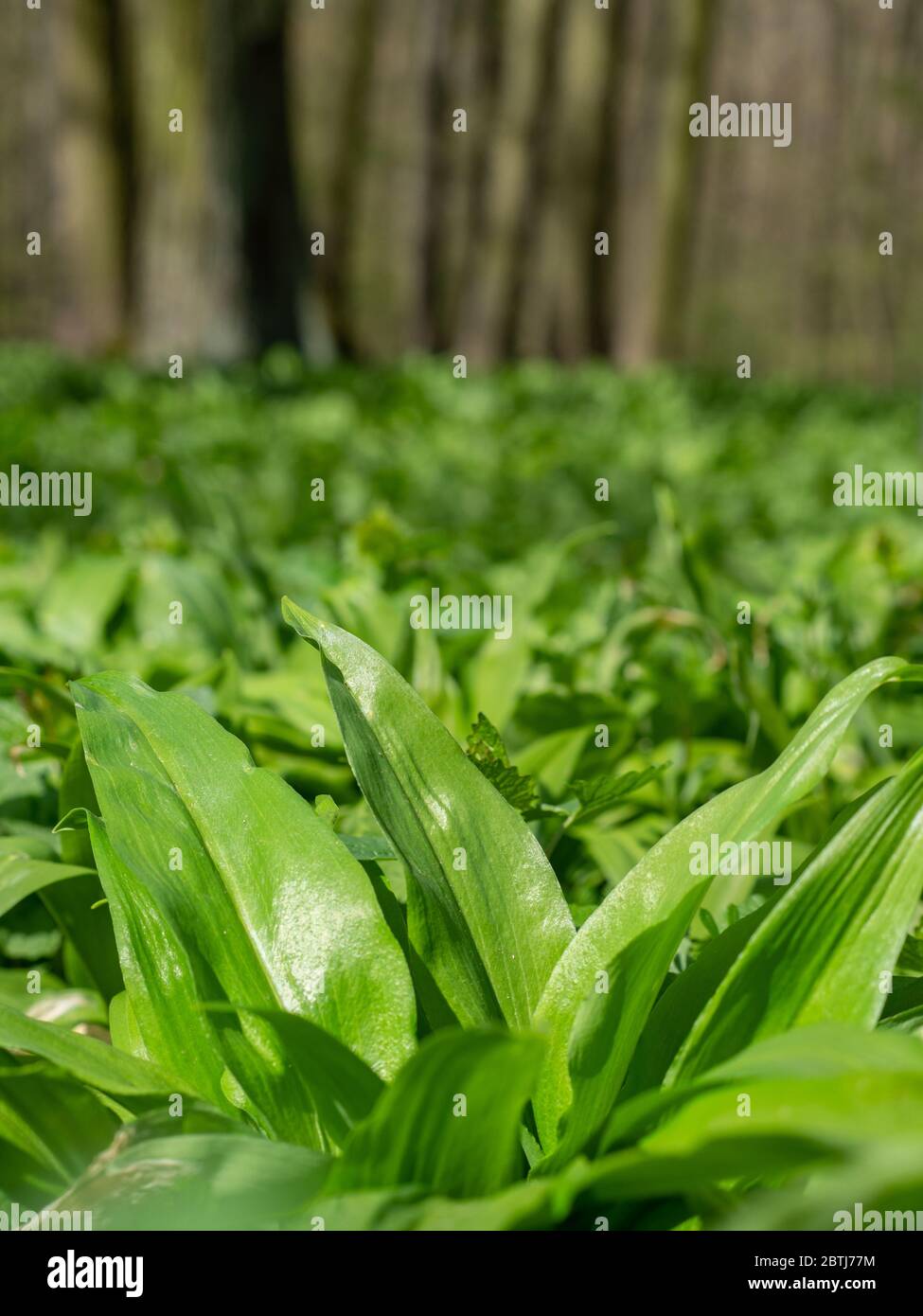Harvesting herbs woods hi-res stock photography and images - Alamy