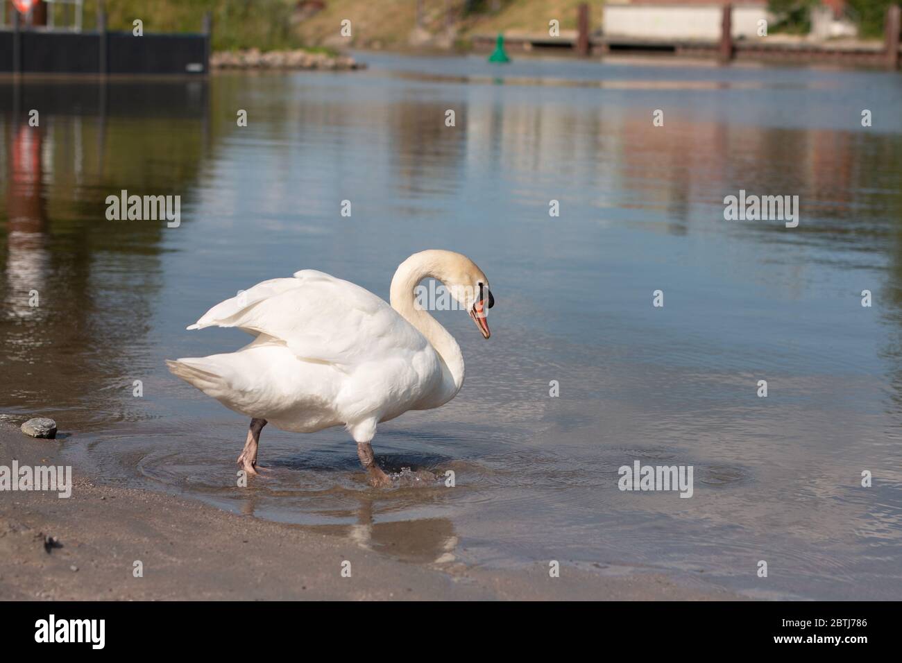 Swan up to taking a bath Stock Photo - Alamy