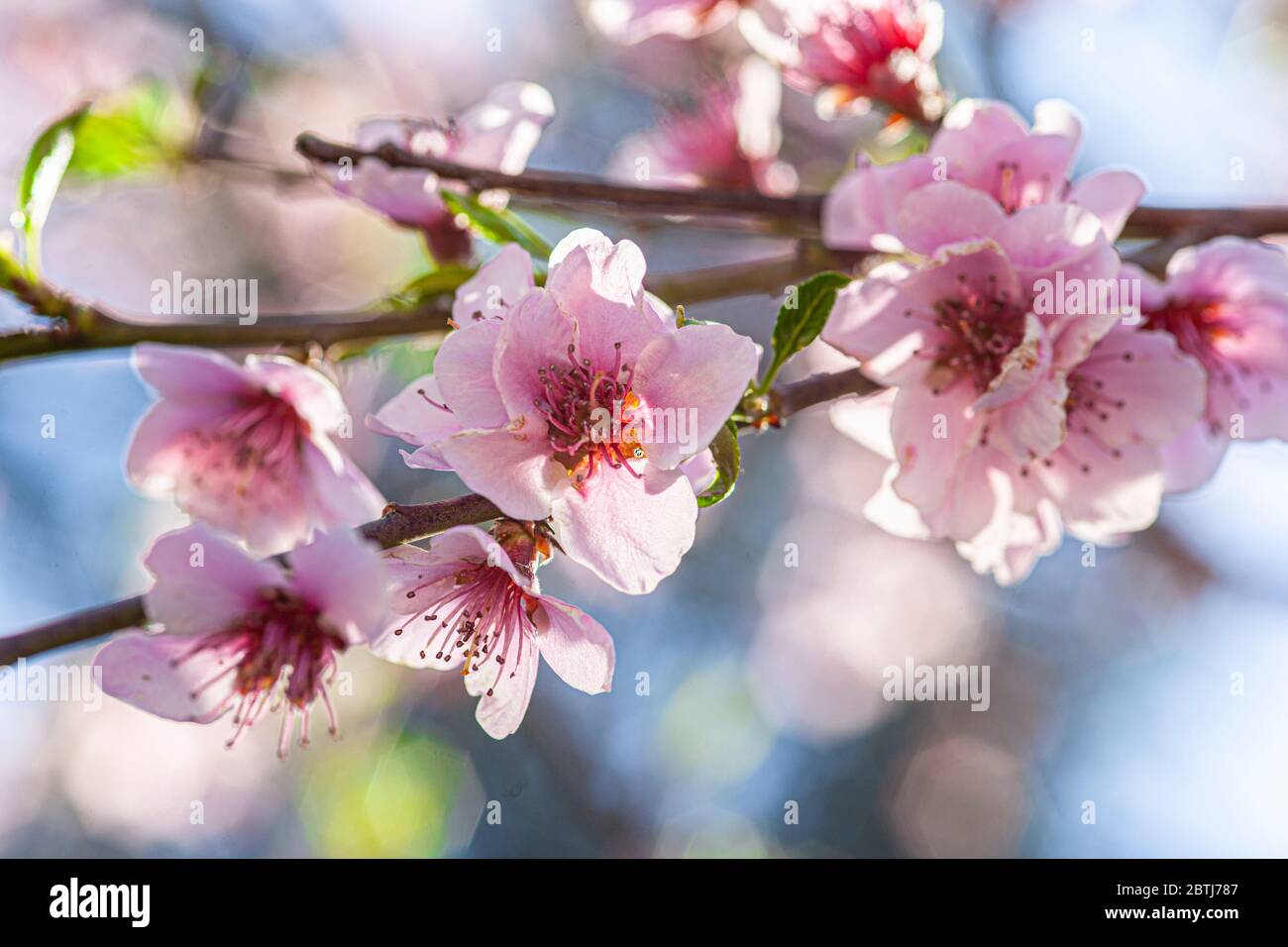 Peach Flower in Spring 12 Stock Photo - Alamy