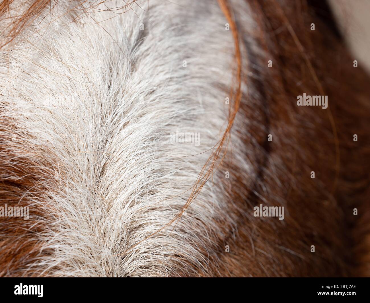 Star marking on head hi-res stock photography and images - Alamy