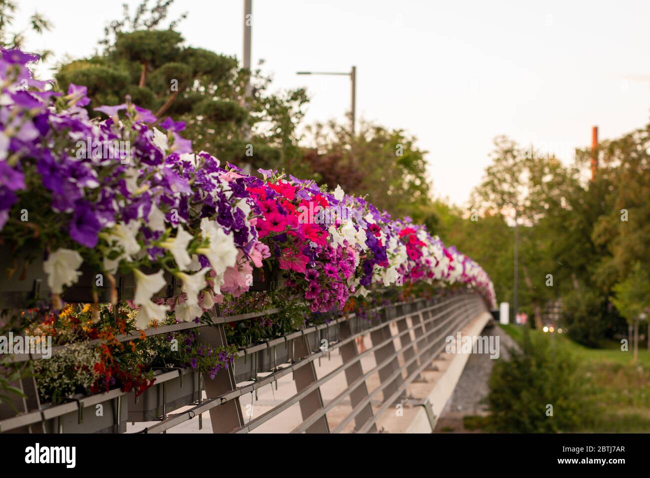 Bridge with colorful flowers Stock Photo - Alamy