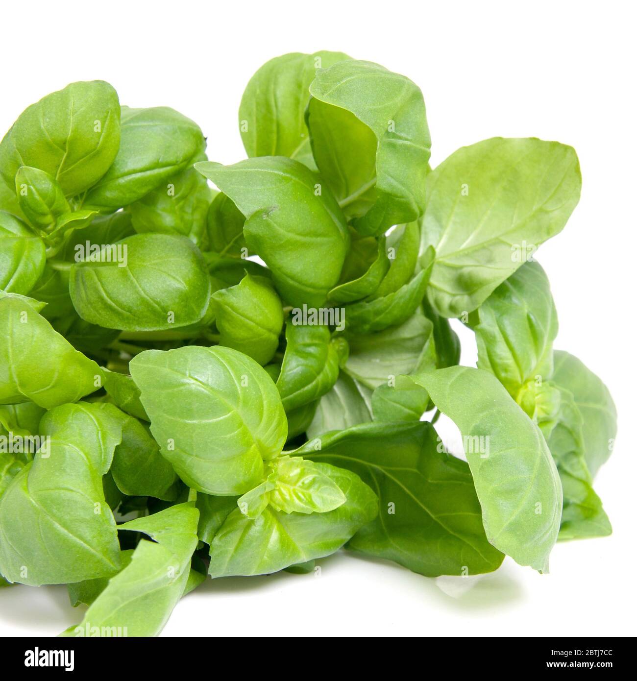 Basil is a fresh Italian ingredient over white background Stock Photo ...