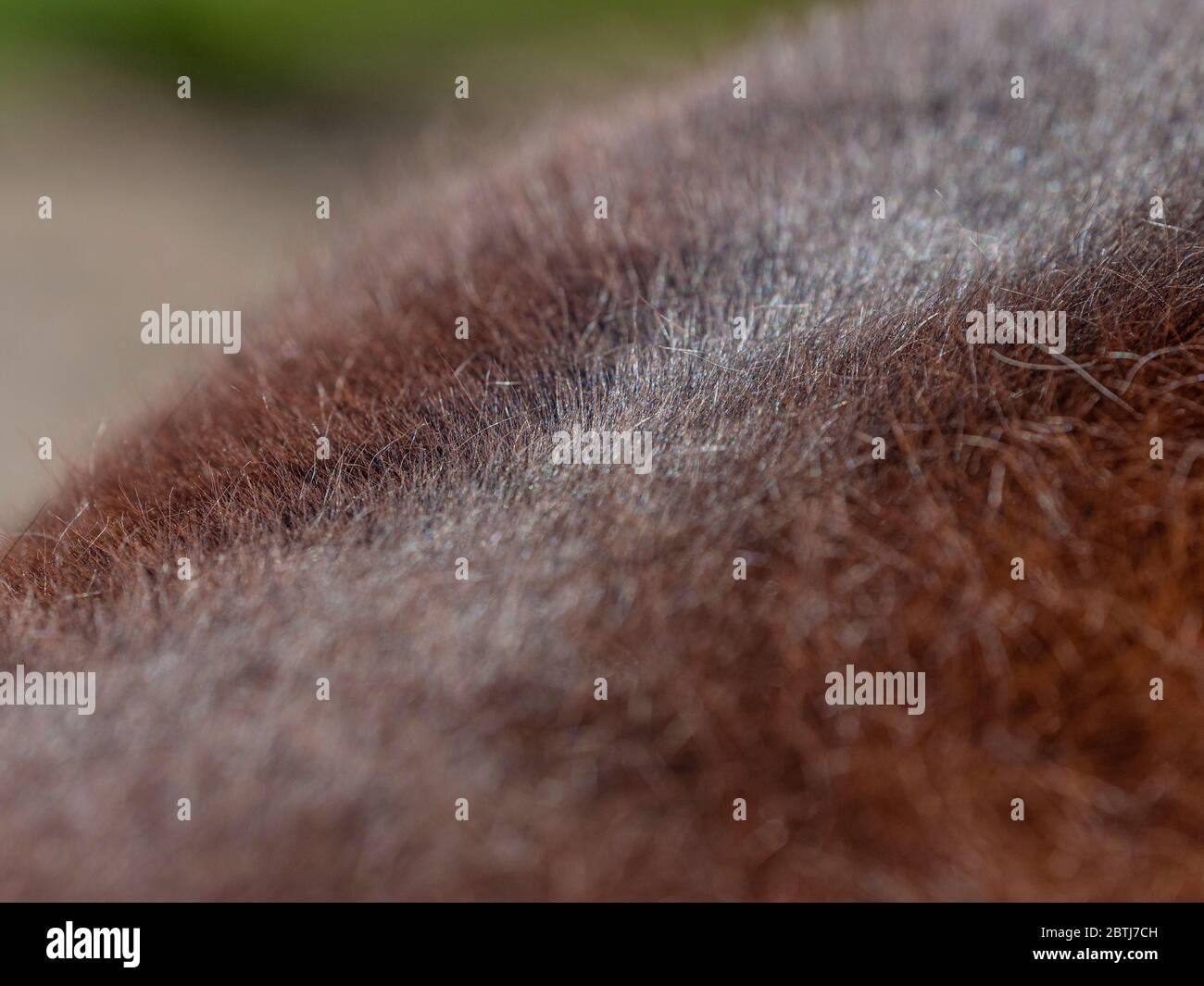 Brown fur detail, closeup brown fur animal. Close up detail of ...