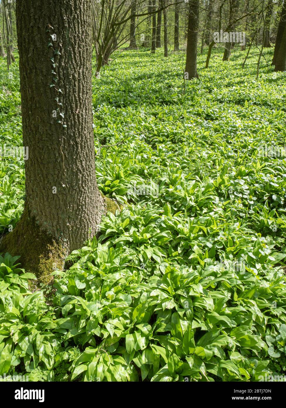 Harvesting herbs woods hi-res stock photography and images - Alamy