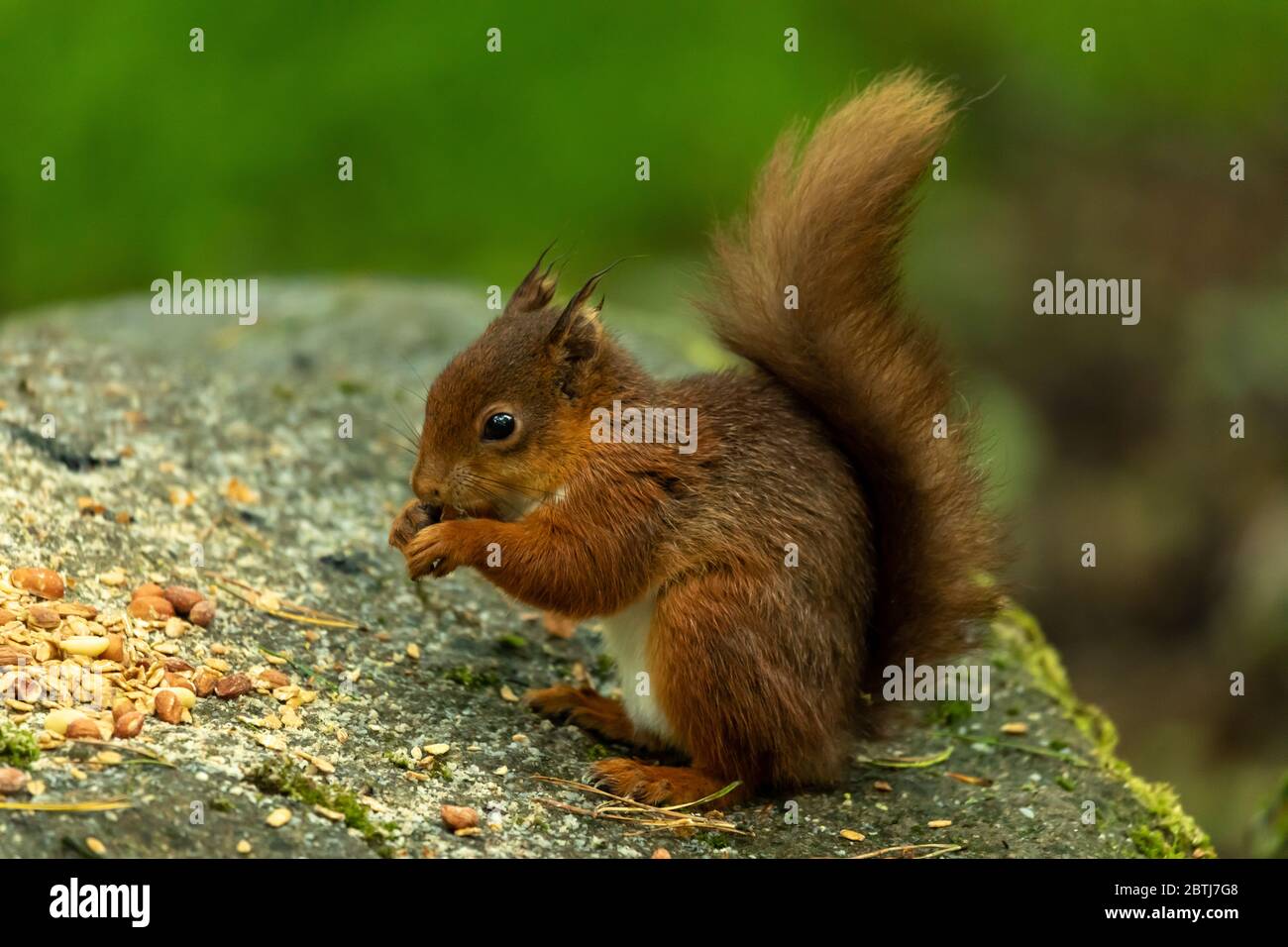 Irish Red Squirrel Stock Photo - Alamy