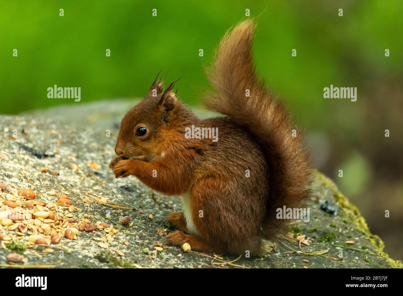 Irish Red Squirrel Stock Photo - Alamy
