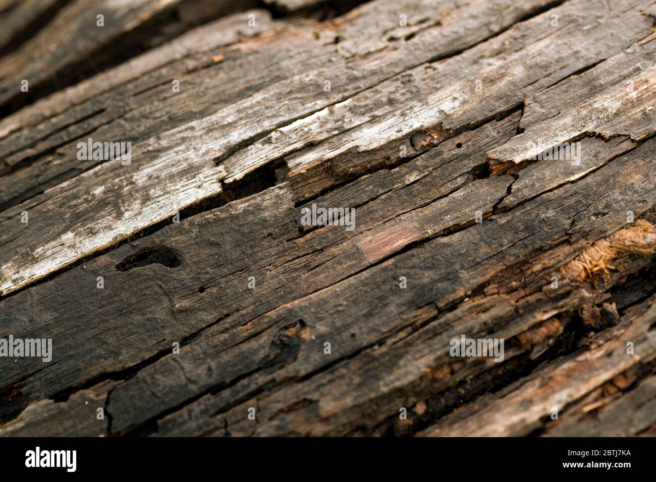 Broken tree textured background in nature Stock Photo - Alamy