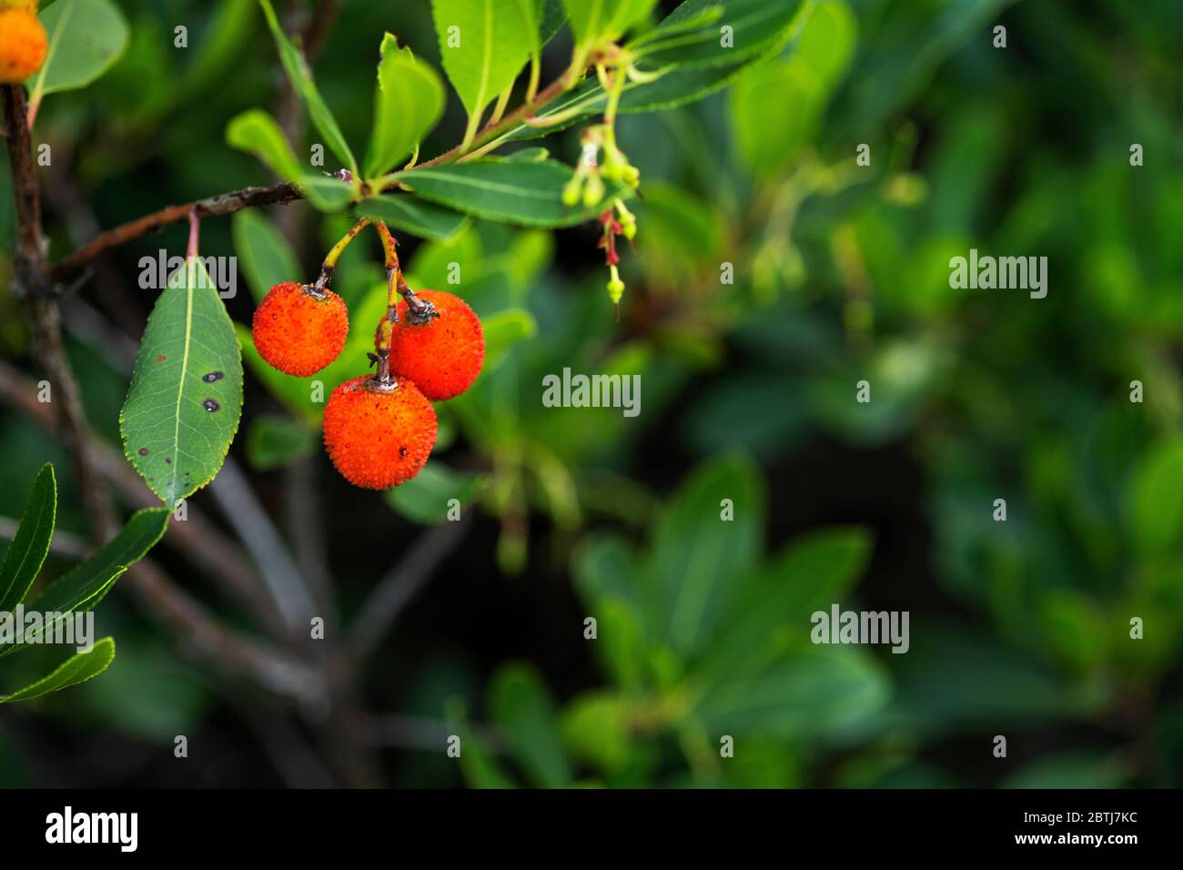 Wild strawberries on the branch in nature Stock Photo - Alamy