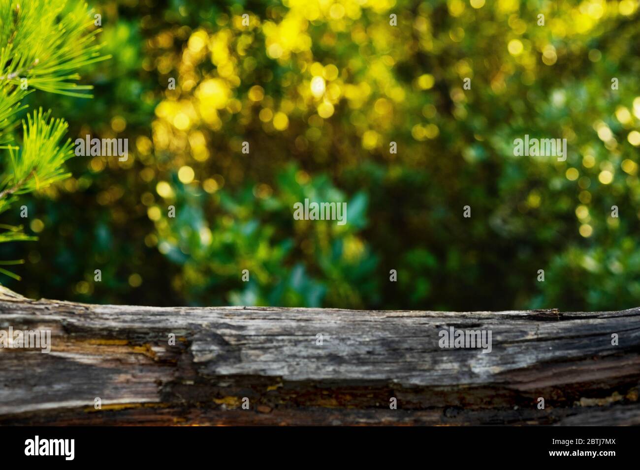 Broken tree textured background in nature on a green background Stock ...
