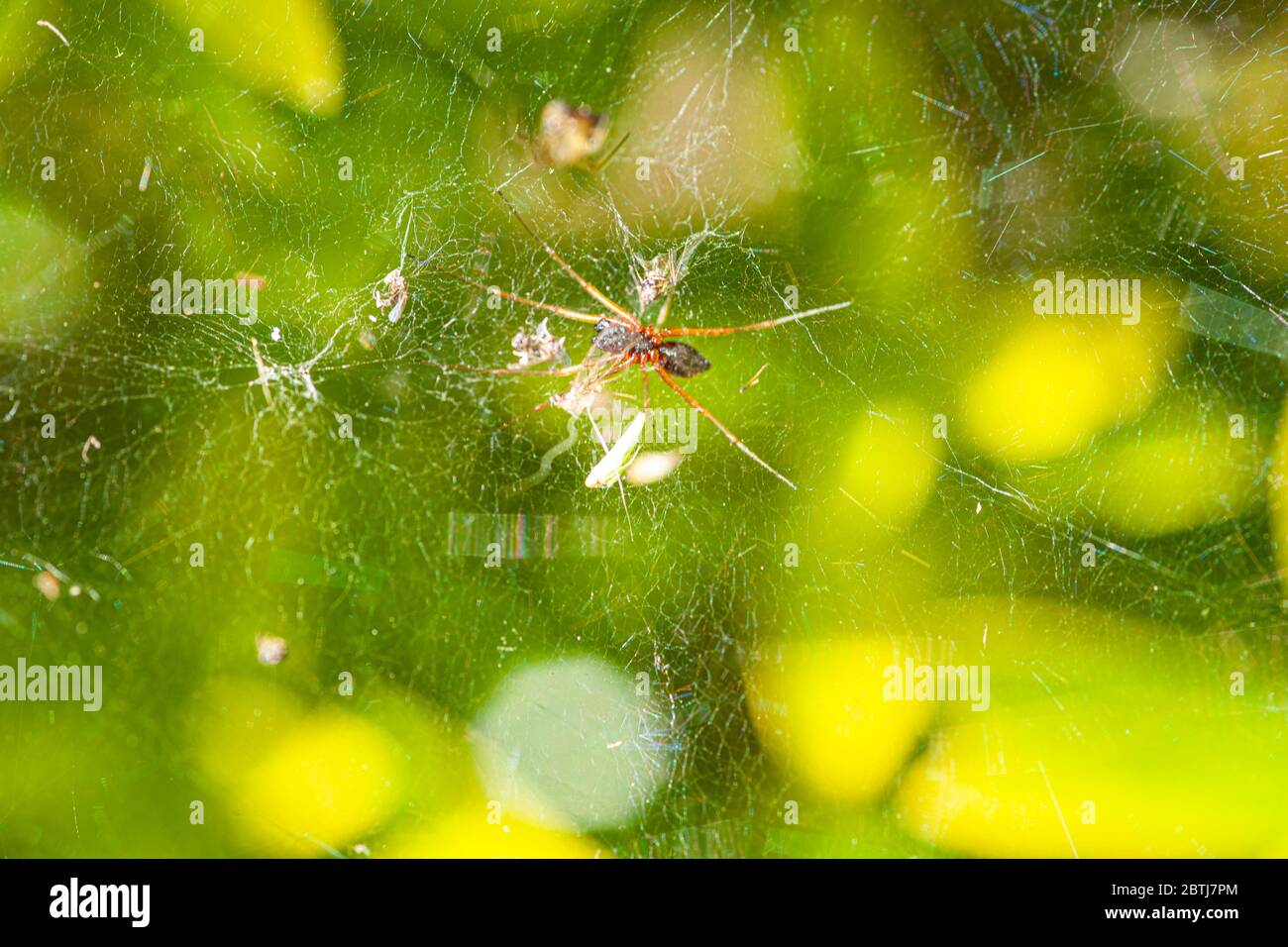 Little spider in nature 2 Stock Photo - Alamy