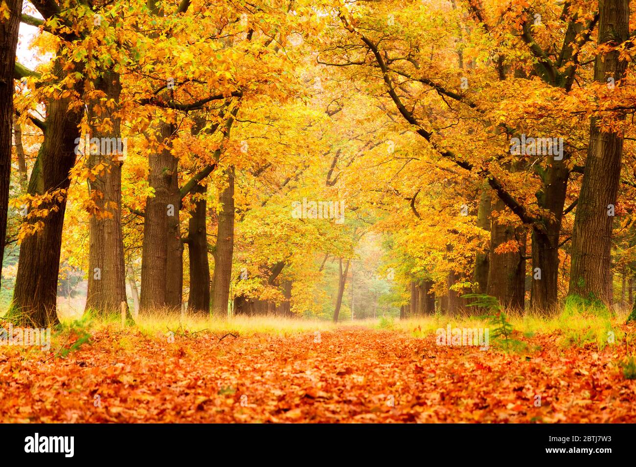 Beautiful autumn forest in national park 'De hoge Veluwe' in the ...