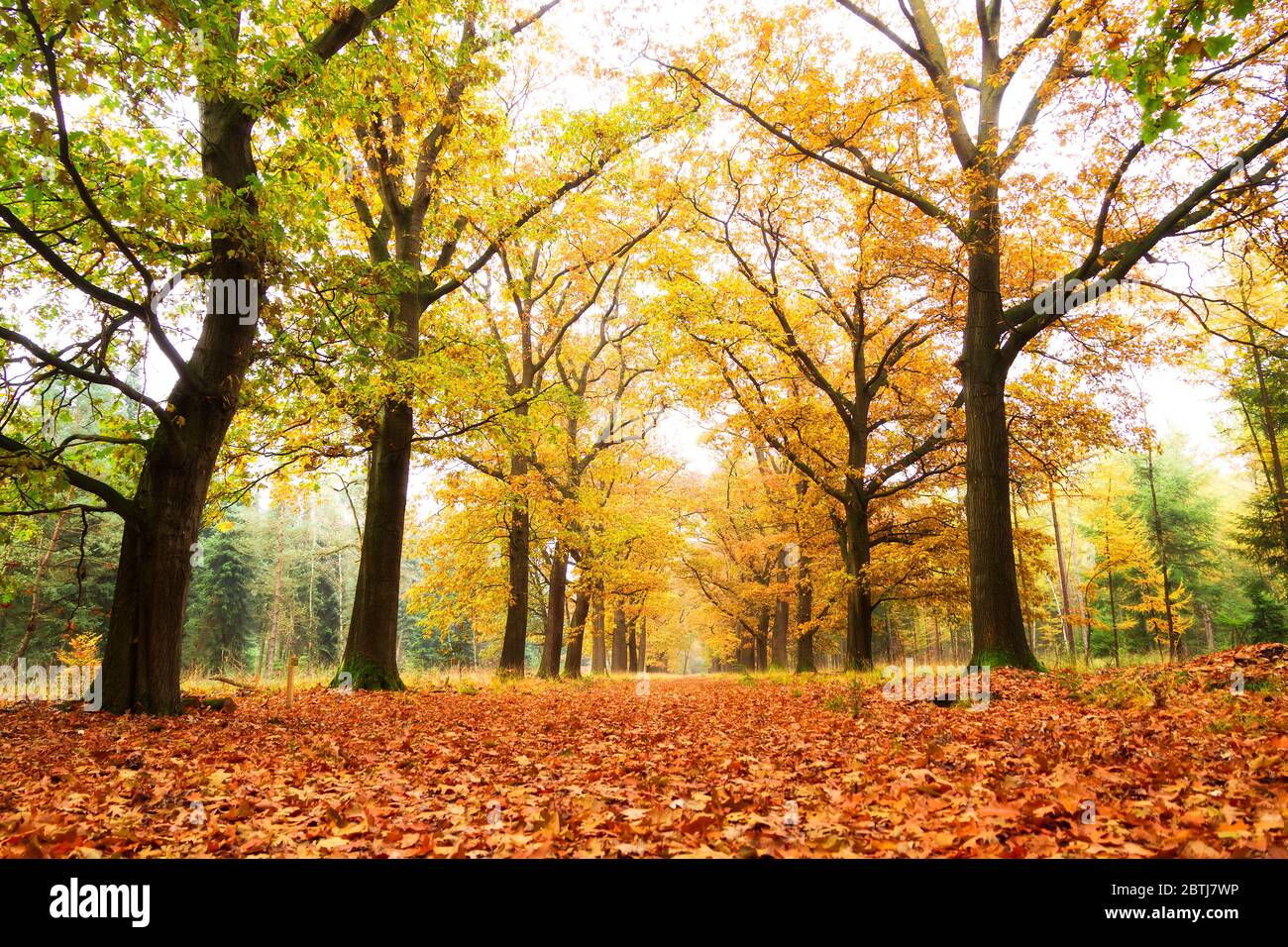 Beautiful autumn forest in national park 'De hoge Veluwe' in the ...