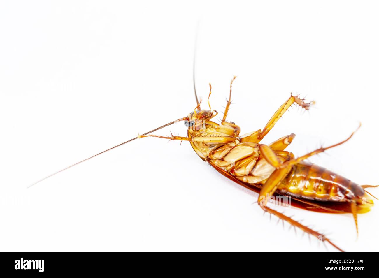 Cockroaches lying on their backs on a white background Stock Photo - Alamy