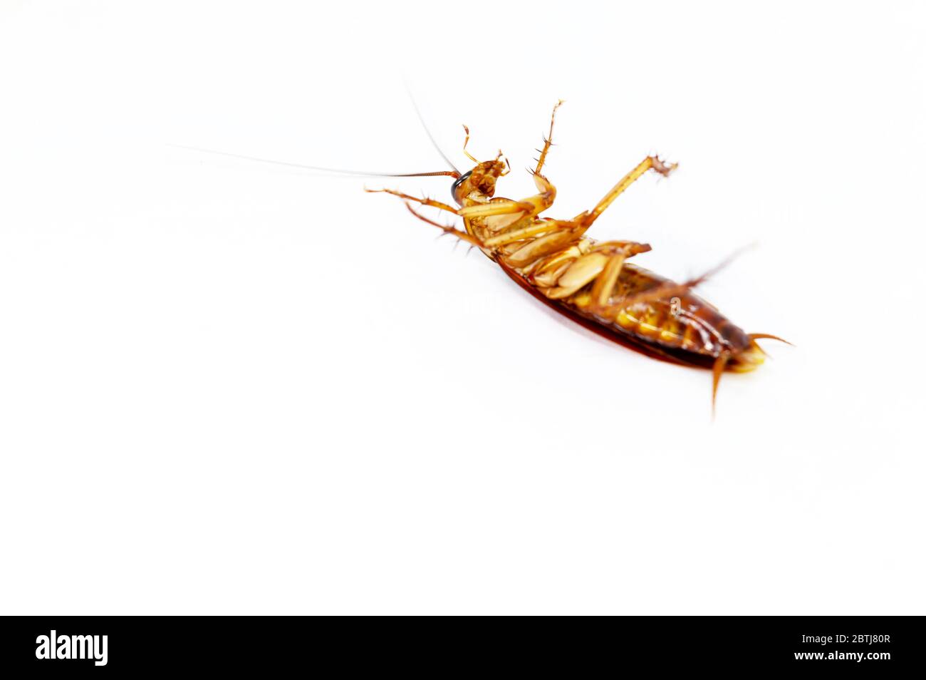 Cockroaches lying on their backs on a white background Stock Photo - Alamy