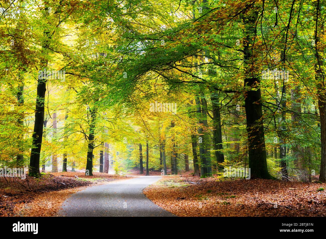 Beautiful autumn forest in national park 'De hoge Veluwe' in the ...