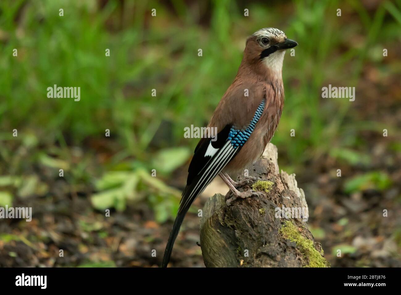 Irish Jay bird Stock Photo - Alamy