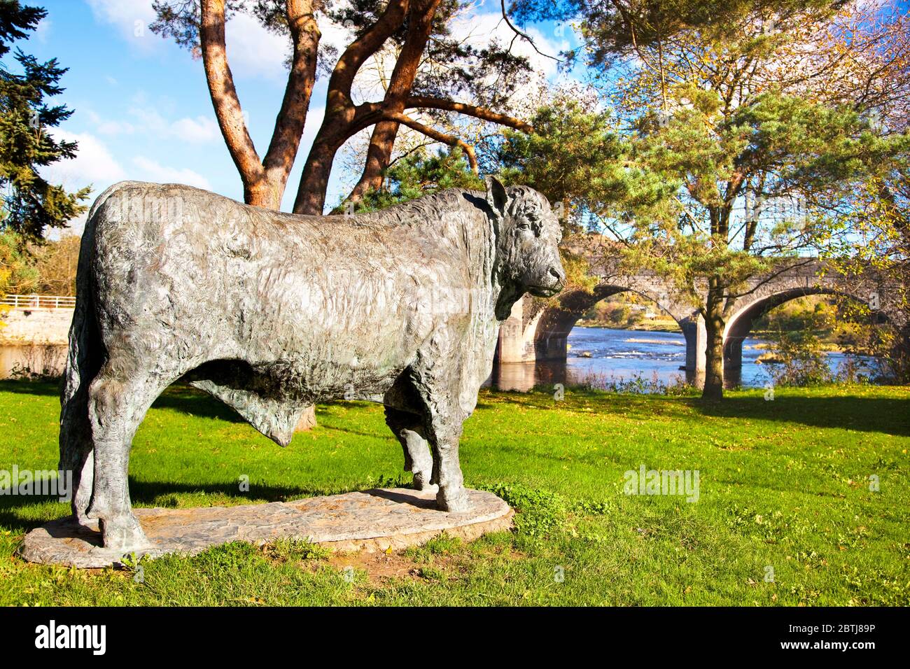 River Wye and Bridge, Builth Wells, Bull Sculpture by Gavin Fifield ...