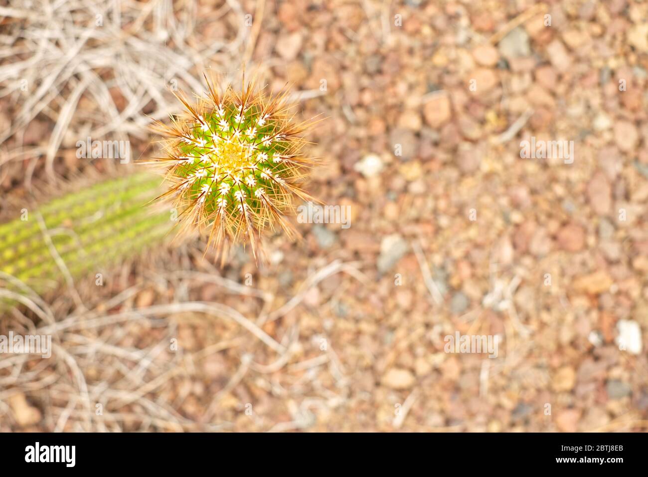 Careful detail hi-res stock photography and images - Alamy