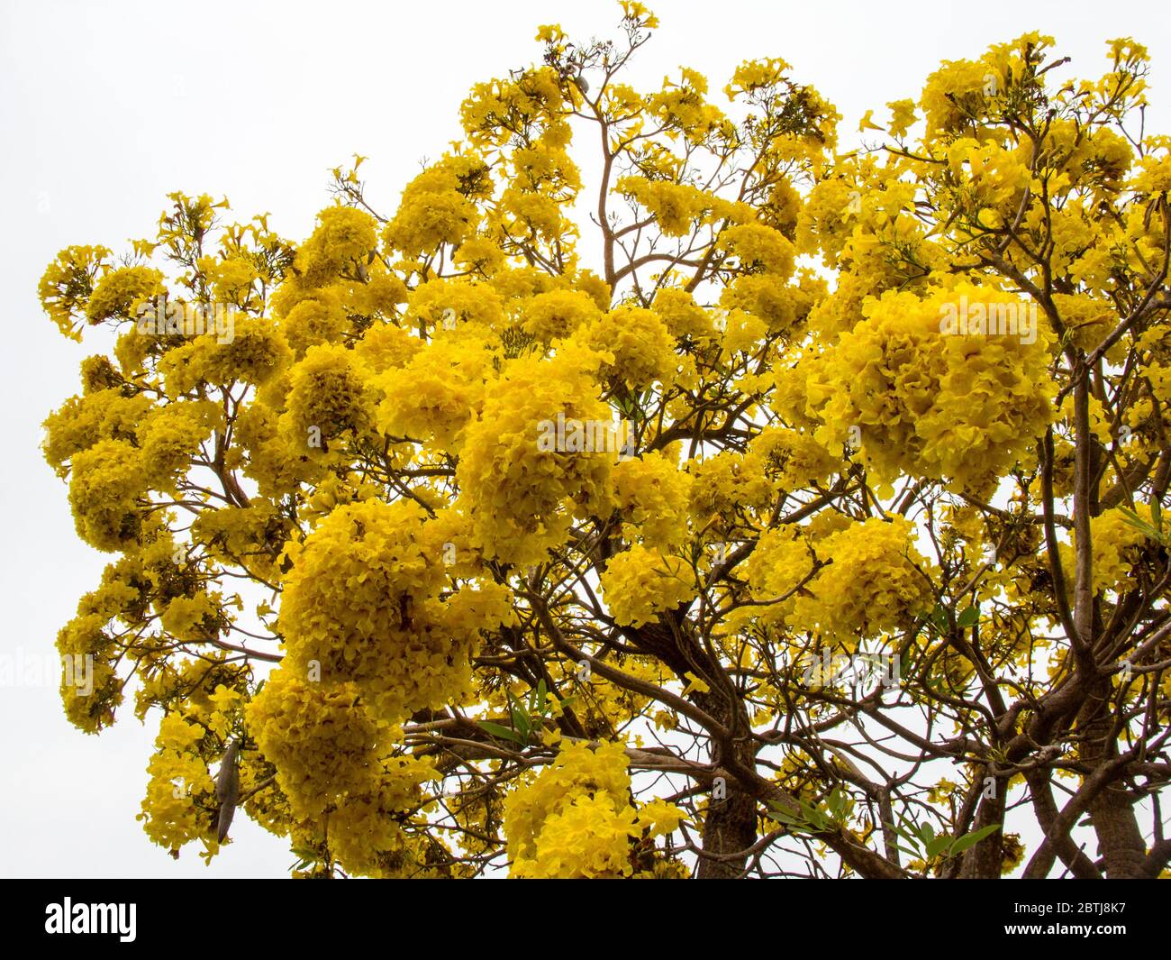 Tabebuia aurea hi-res stock photography and images - Alamy