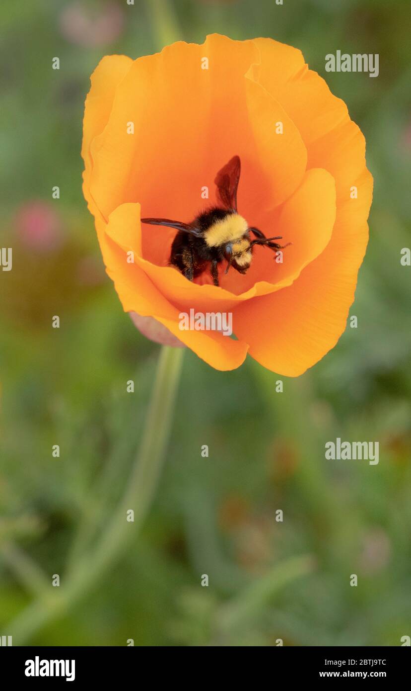 Yellow-faced Bumblebee (Bombus vosnesenskii) foraging in California ...