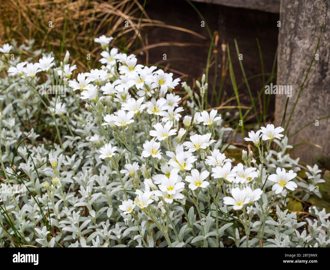 Cerastium tomentosum hi-res stock photography and images - Alamy