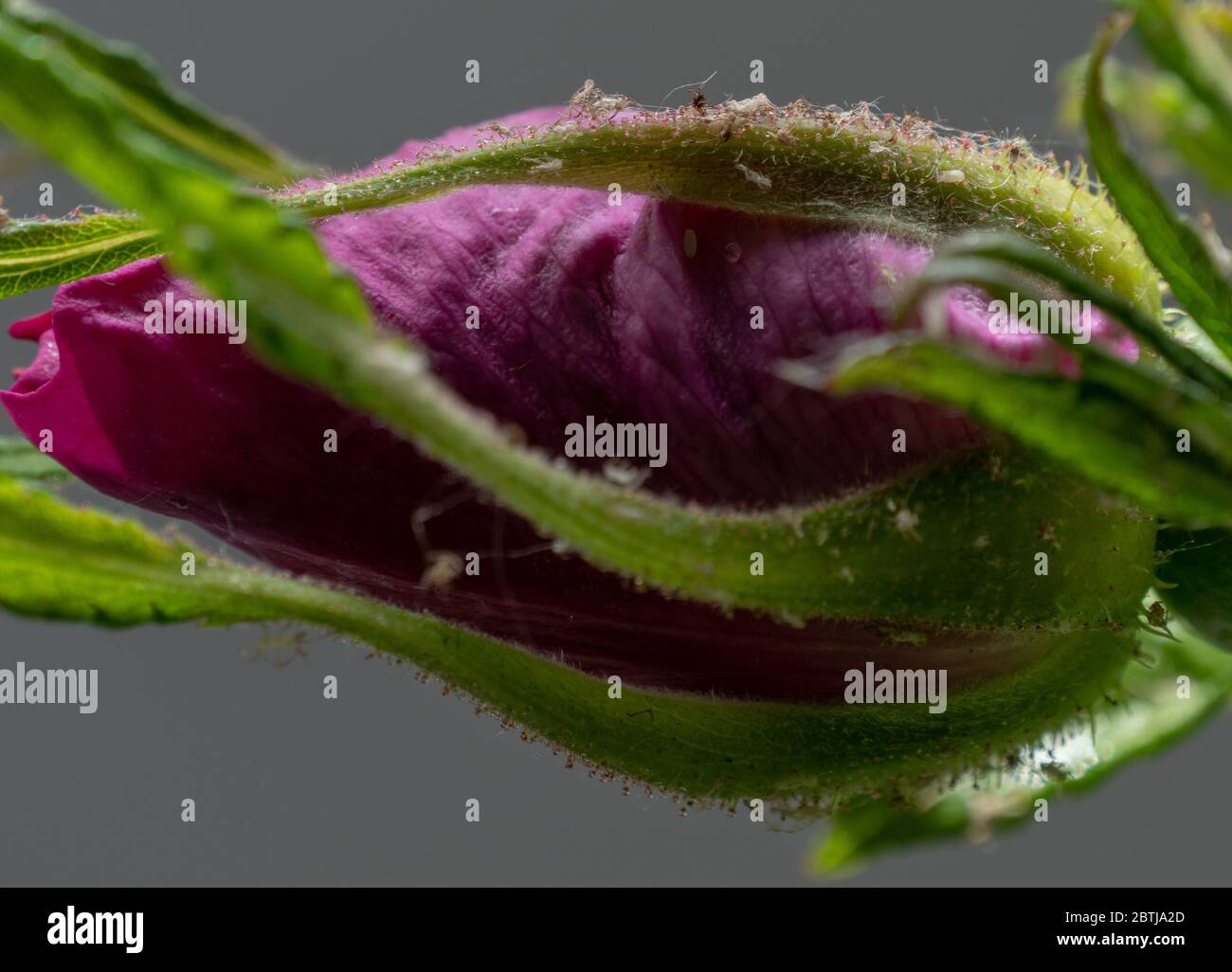 Sap sucking insects hi-res stock photography and images - Alamy